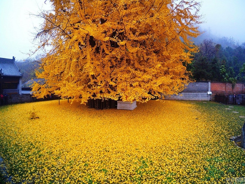 Every year, this 1,400-year-old Ginkgo tree covers a Buddhist temple in ...